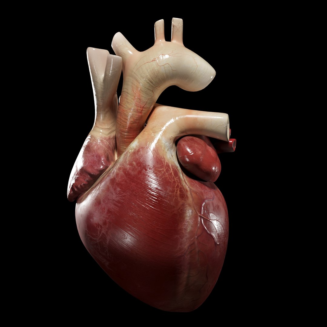 3D Human Heart Model - TurboSquid 1642187