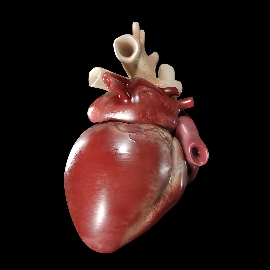 3D Human Heart Model - TurboSquid 1642187