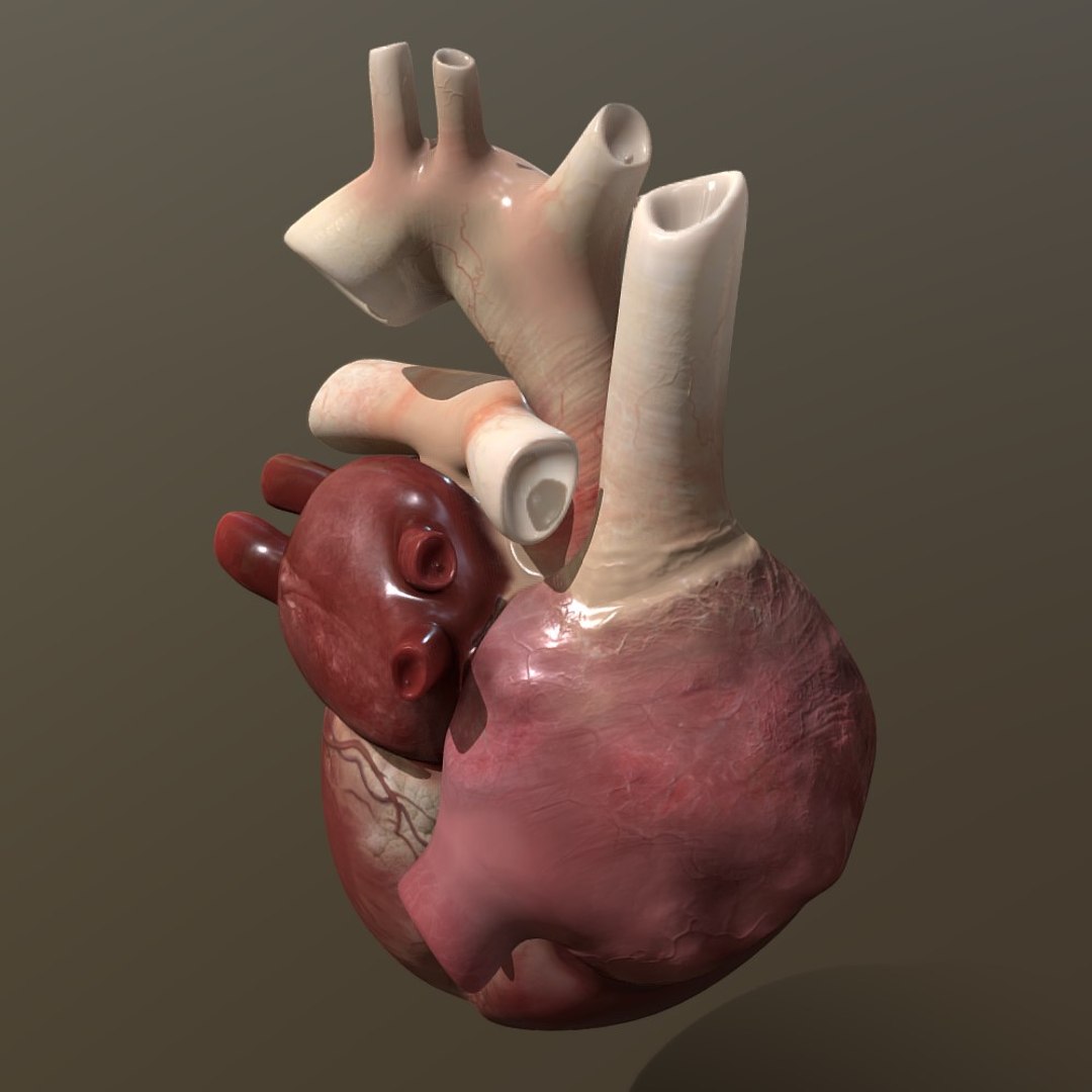 3D Human Heart Model - TurboSquid 1642187