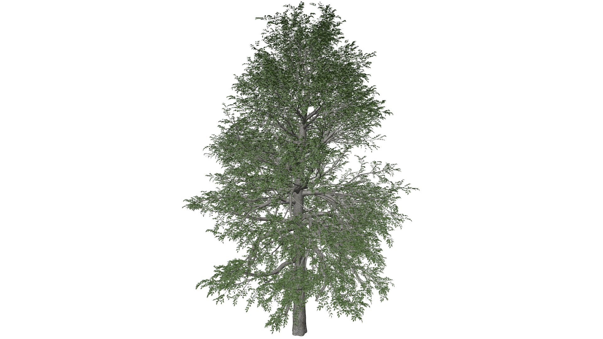 3D Black Gum Tree - 08 - Model - TurboSquid 2374690