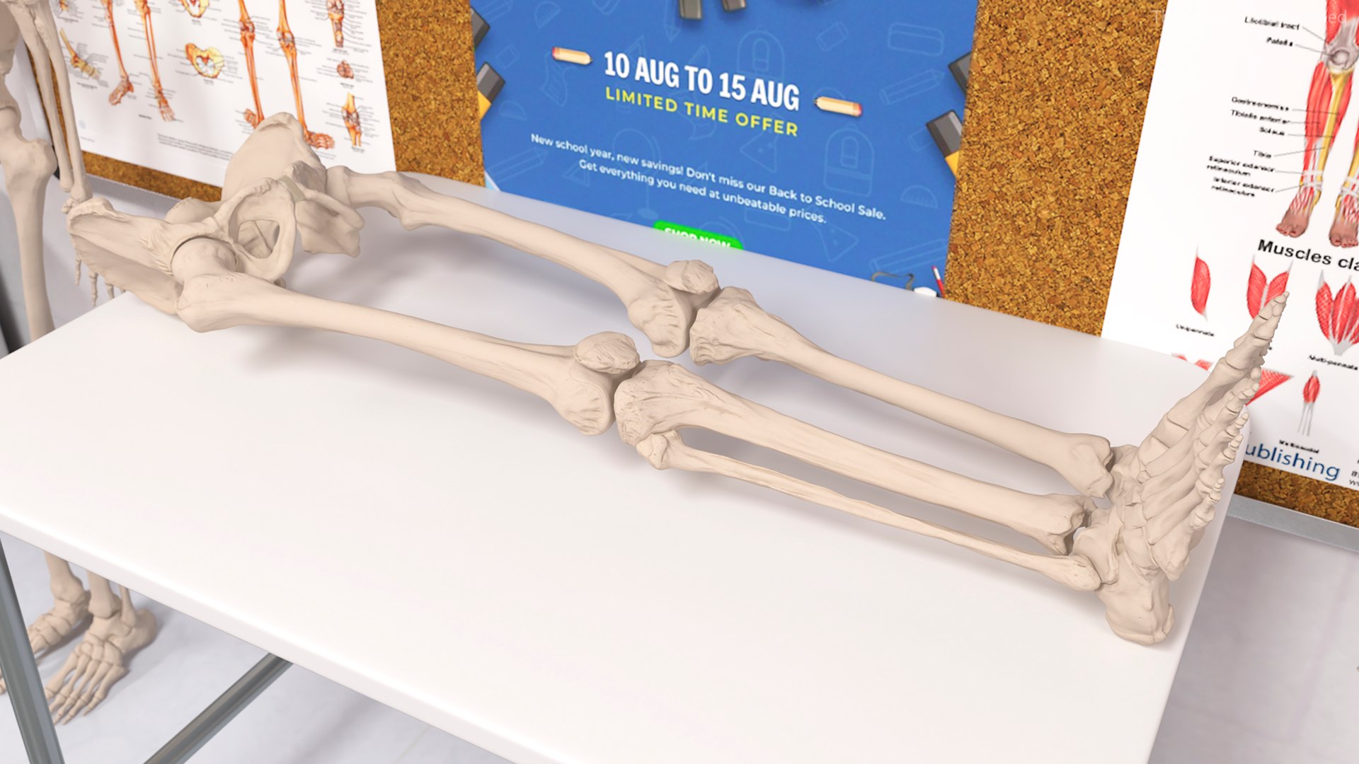 Human Leg Bones Anatomy Model - TurboSquid 2386677