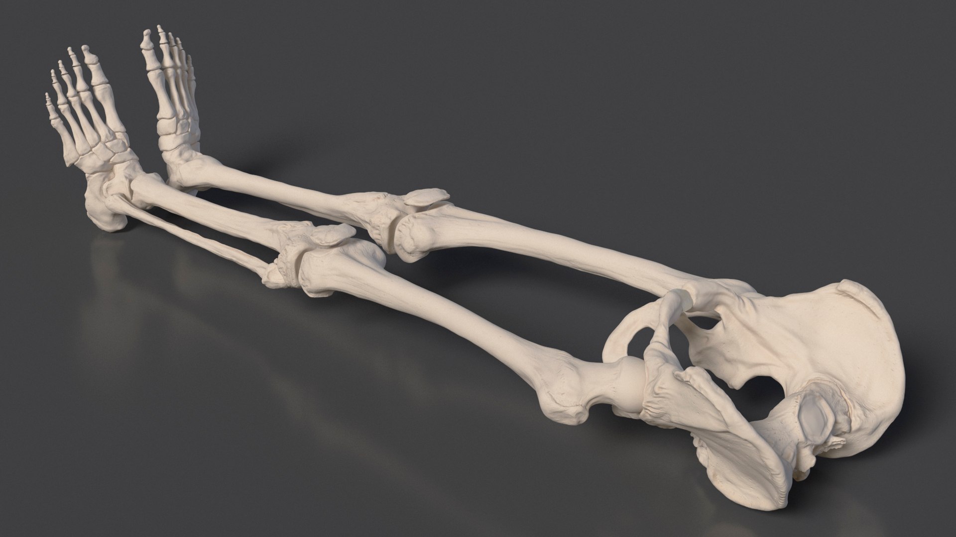 Human Leg Bones Anatomy Model - TurboSquid 2386677