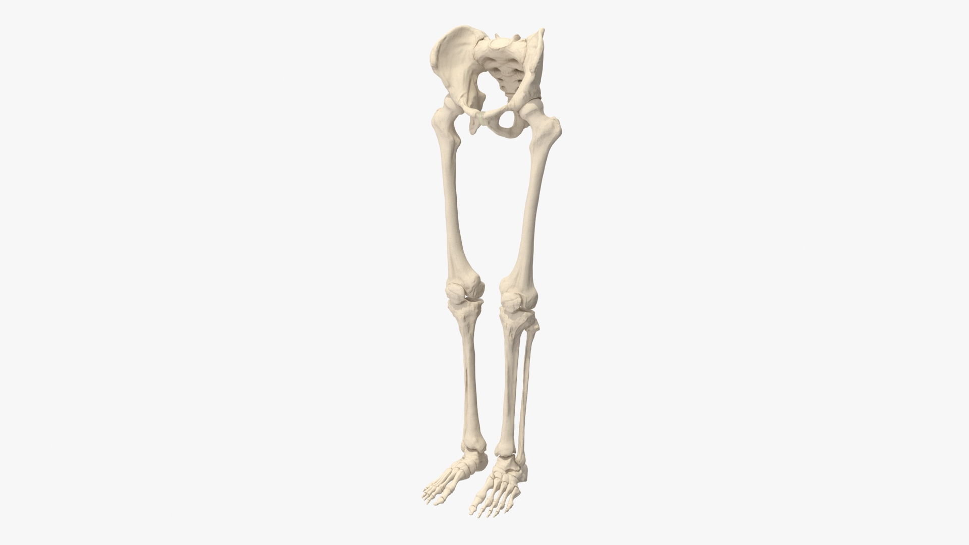 Human Leg Bones Anatomy Model - TurboSquid 2386677