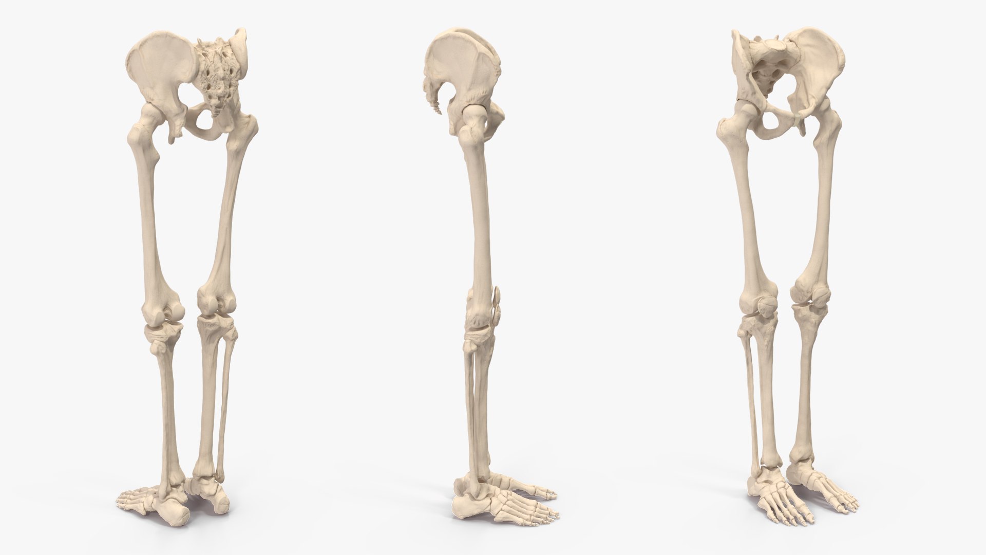 Human Leg Bones Anatomy Model - TurboSquid 2386677