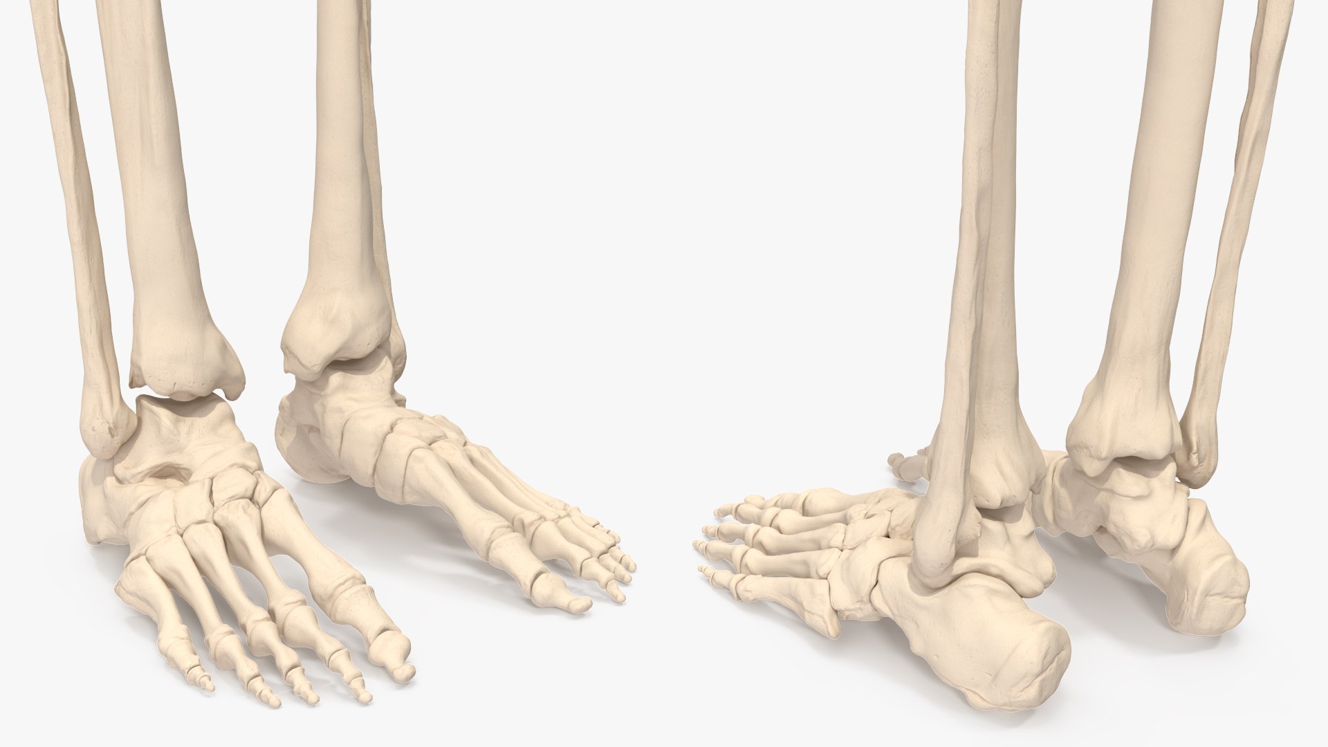 Human Leg Bones Anatomy Model - TurboSquid 2386677