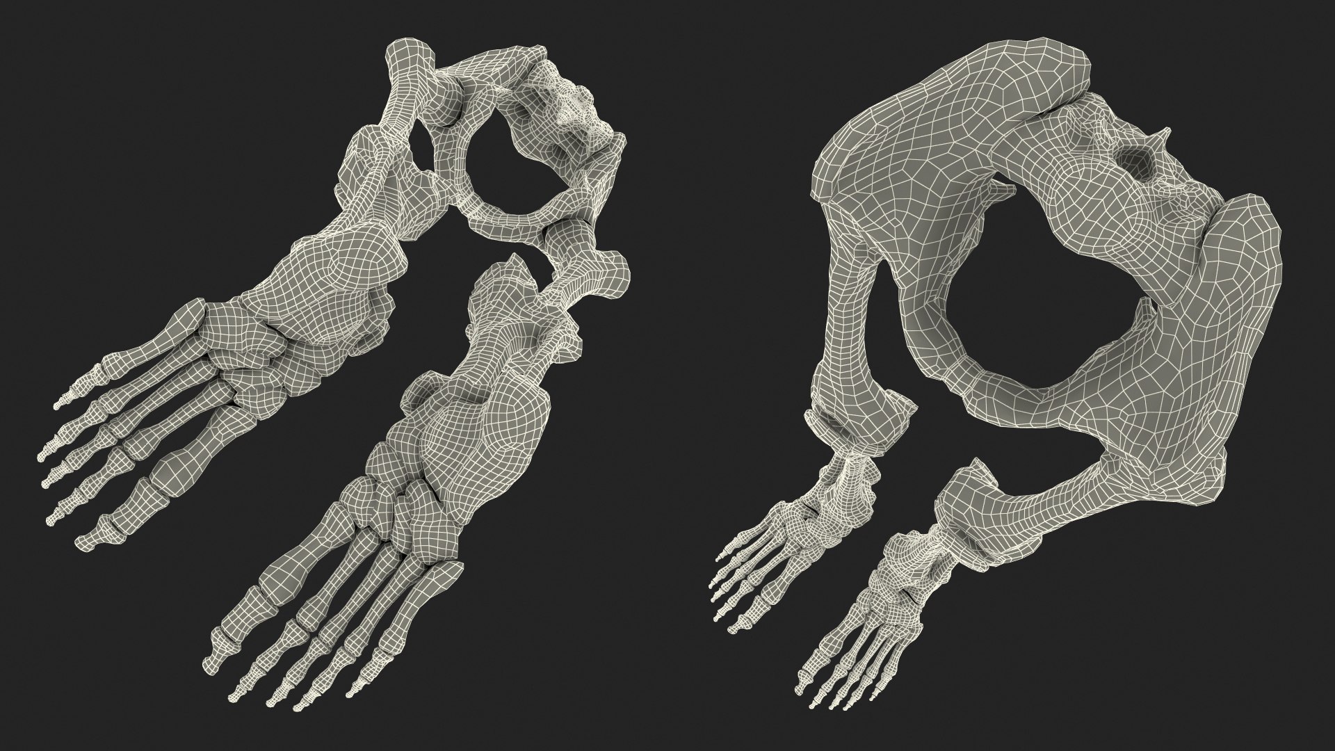 Human Leg Bones Anatomy Model - TurboSquid 2386677