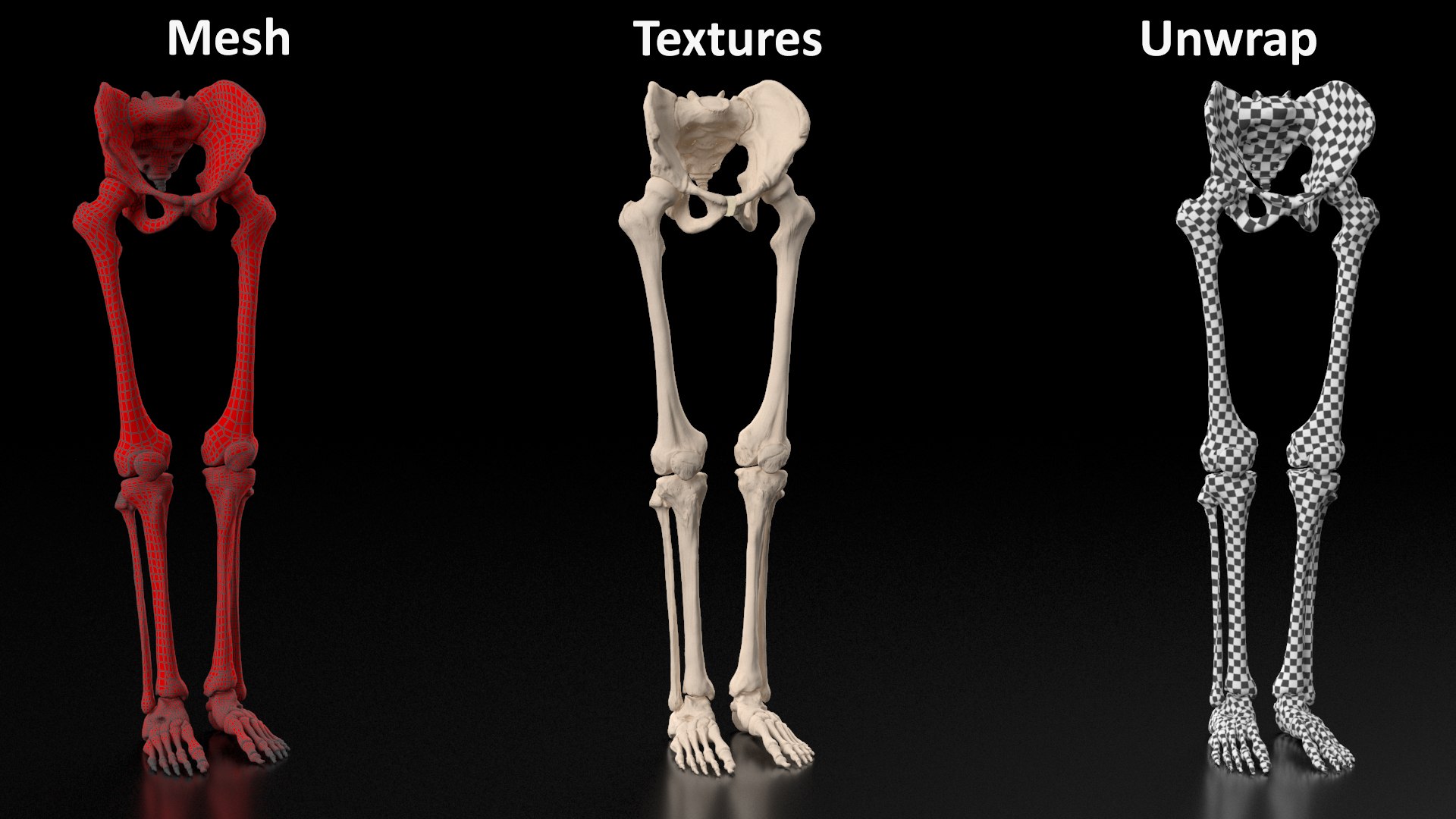 Human Leg Bones Anatomy Model - TurboSquid 2386677