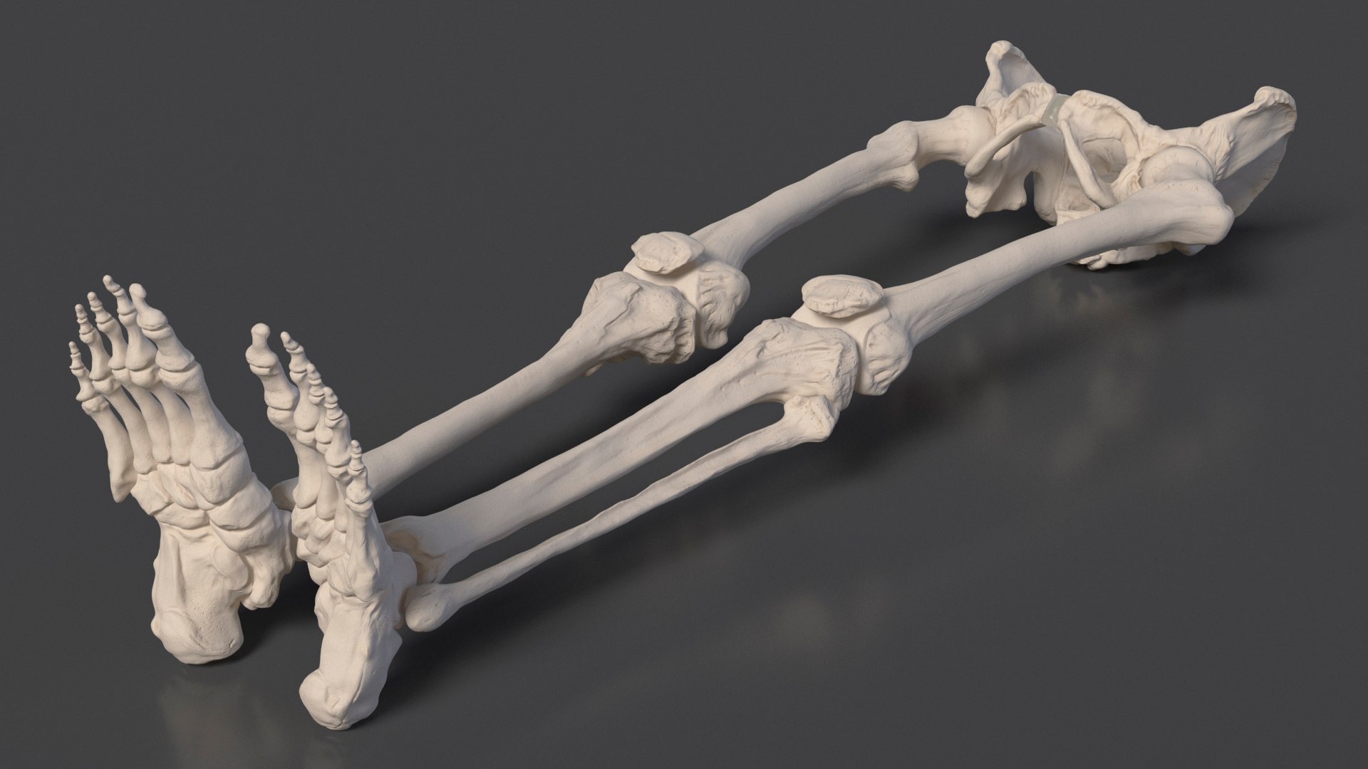 Human Leg Bones Anatomy Model - TurboSquid 2386677