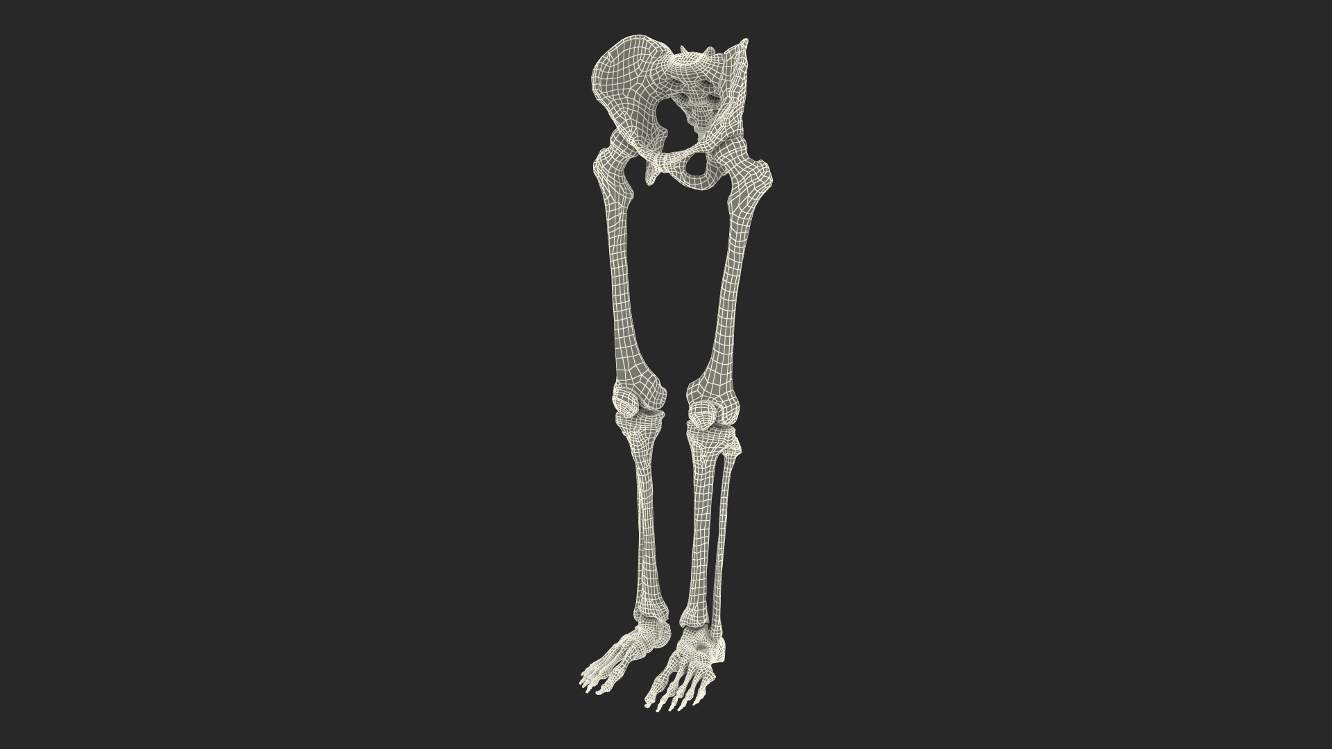 Human Leg Bones Anatomy Model - TurboSquid 2386677