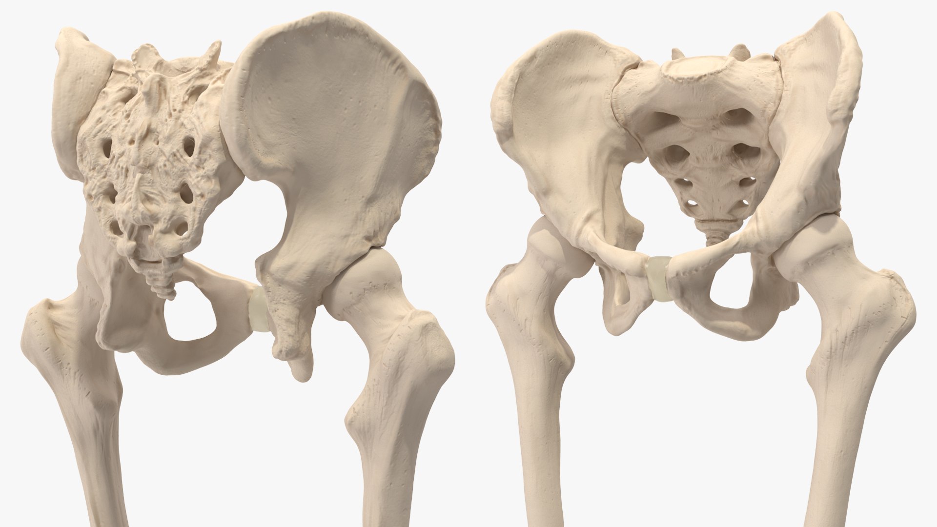 Human Leg Bones Anatomy Model - TurboSquid 2386677