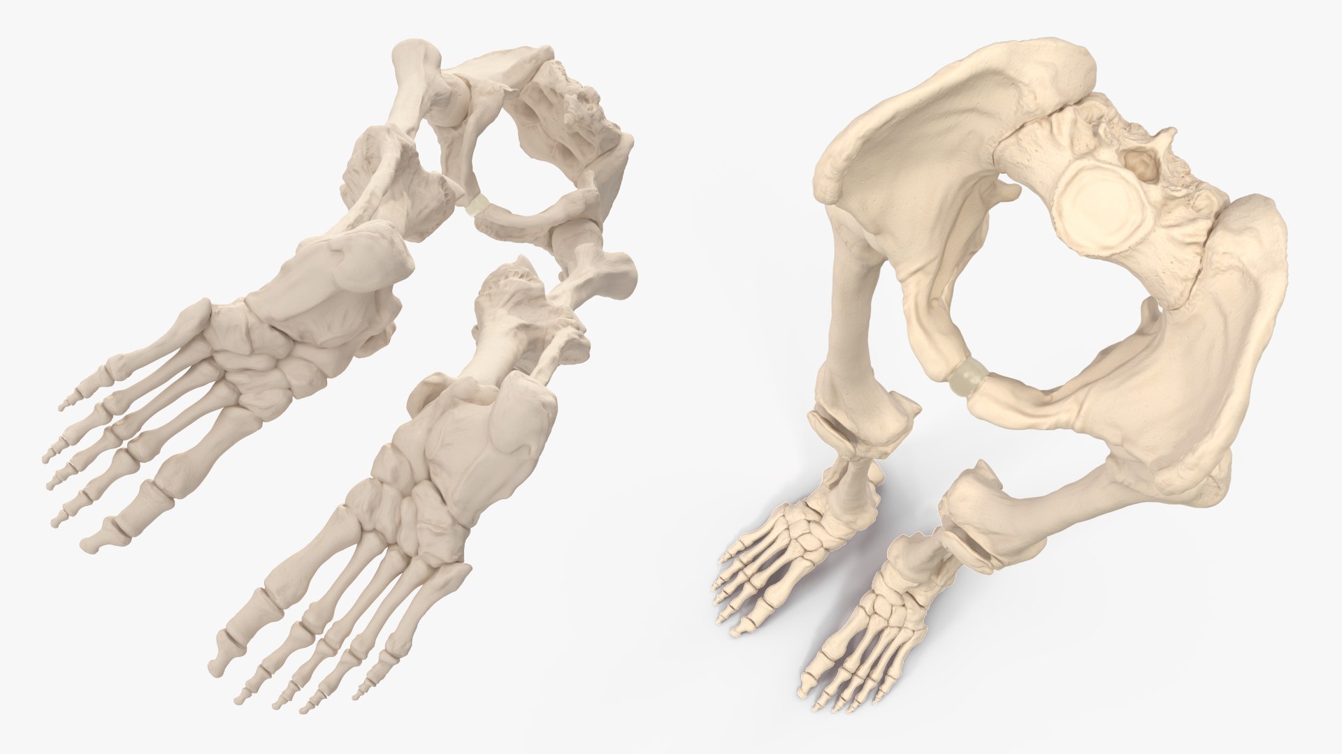 Human Leg Bones Anatomy Model - TurboSquid 2386677