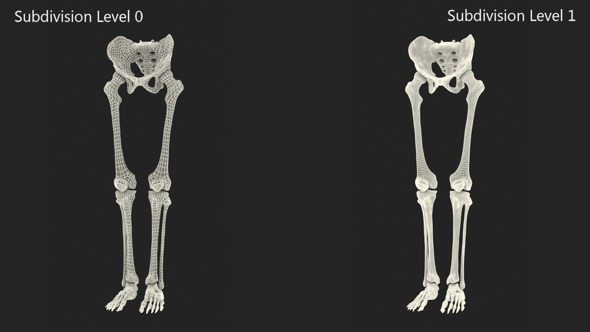 Human Leg Bones Anatomy Model - TurboSquid 2386677