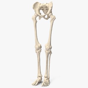 3D Gross Anatomy Bones Models - Browse & Download Formats - TurboSquid
