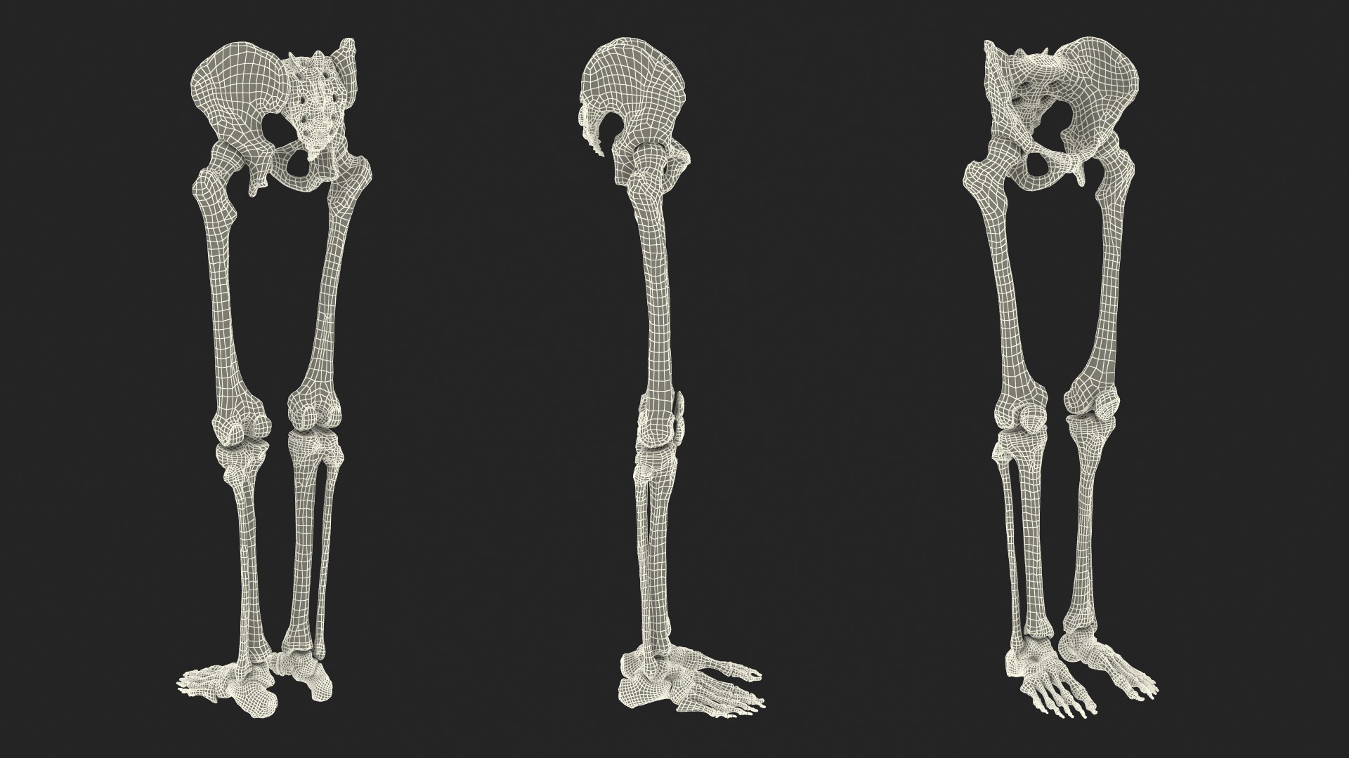 Human Leg Bones Anatomy Model - TurboSquid 2386677
