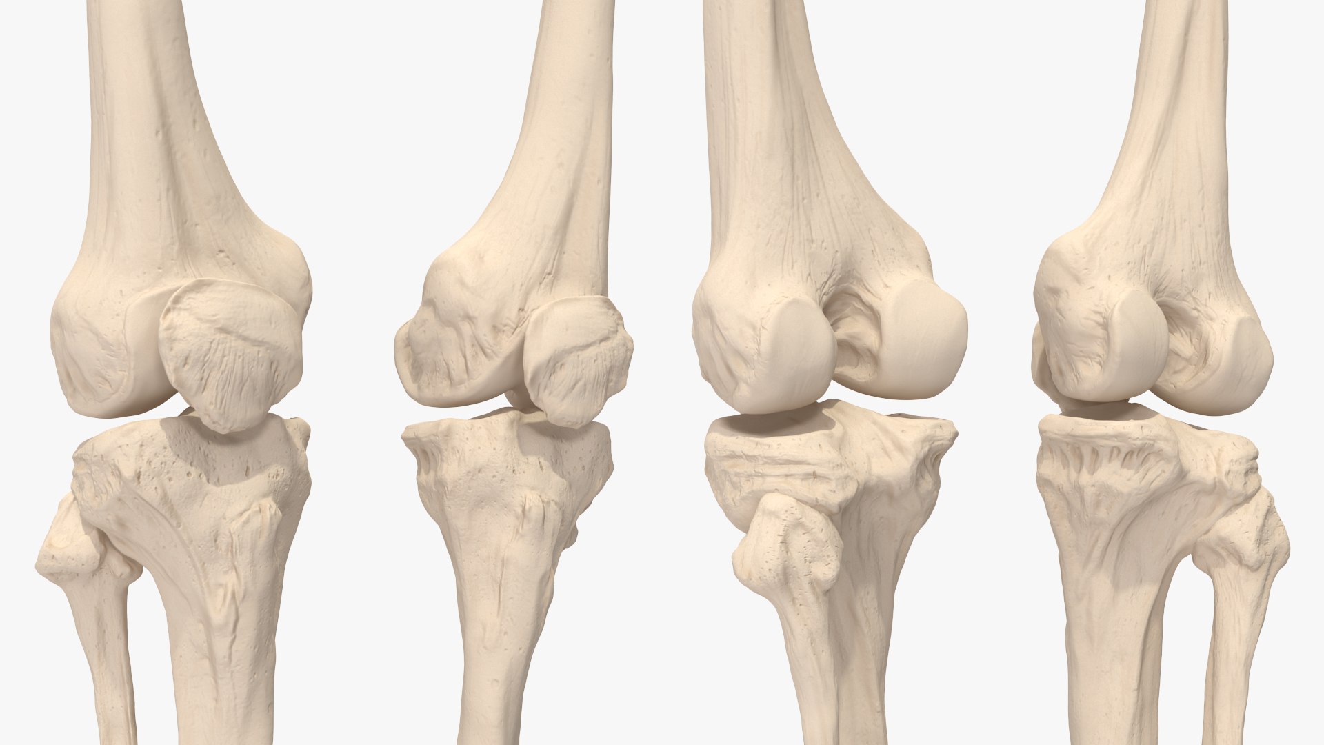 Human Leg Bones Anatomy Model - TurboSquid 2386677