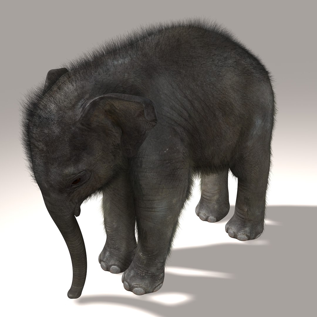 Maya Photorealistic Baby Elephant Animation