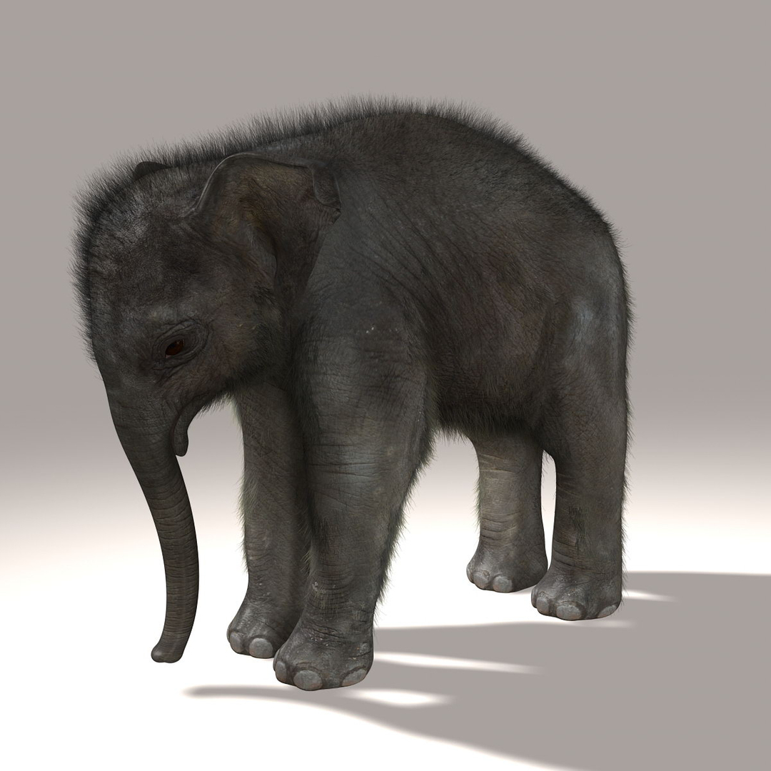 Maya Photorealistic Baby Elephant Animation