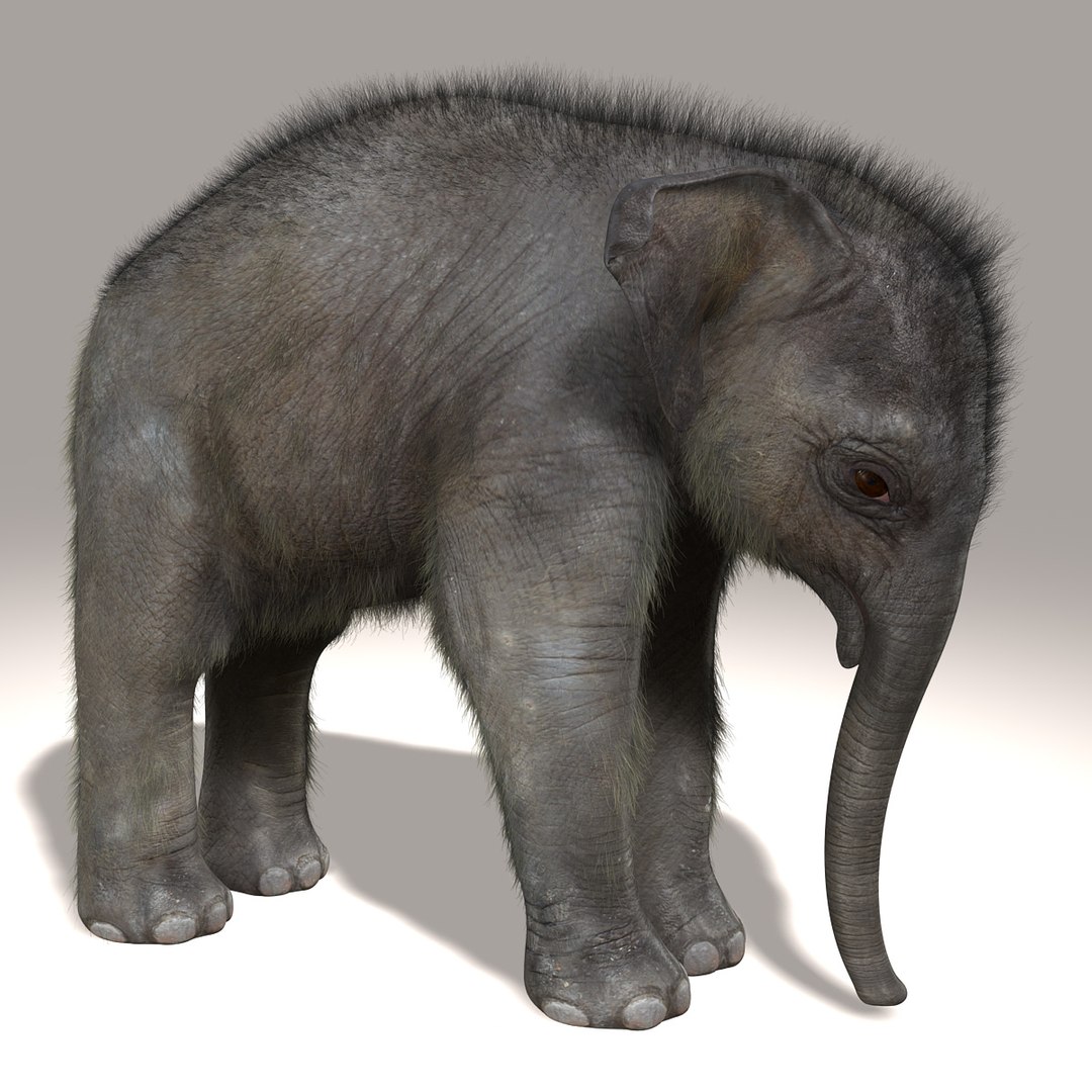 Maya Photorealistic Baby Elephant Animation