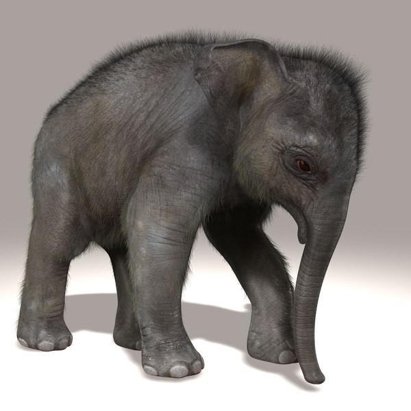 maya photorealistic baby elephant animation