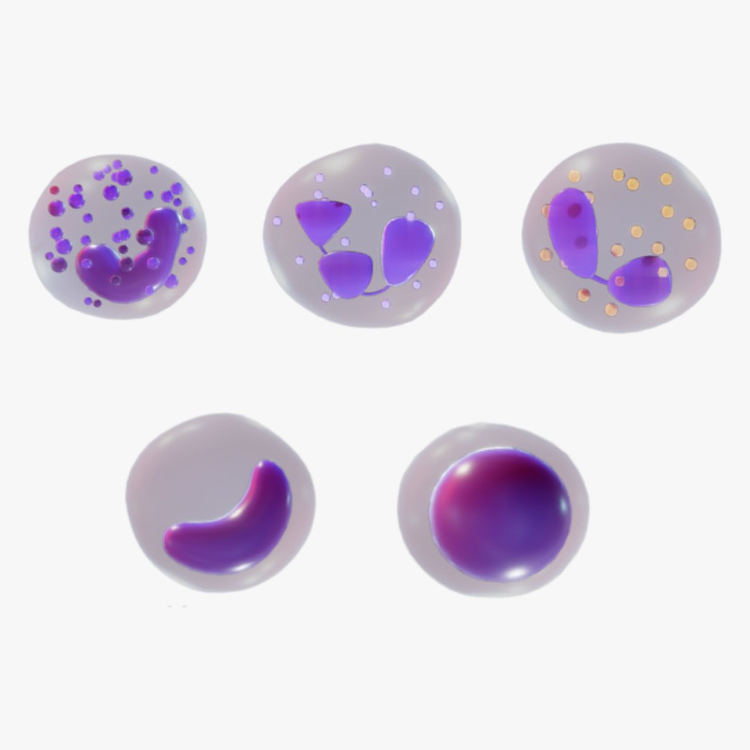 3D White Blood Cells Model - TurboSquid 2139862