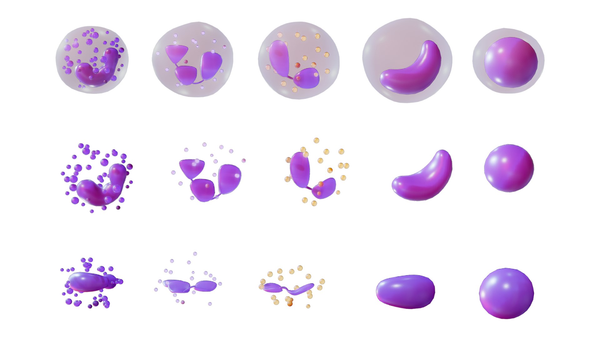 3D White Blood Cells Model - TurboSquid 2139862