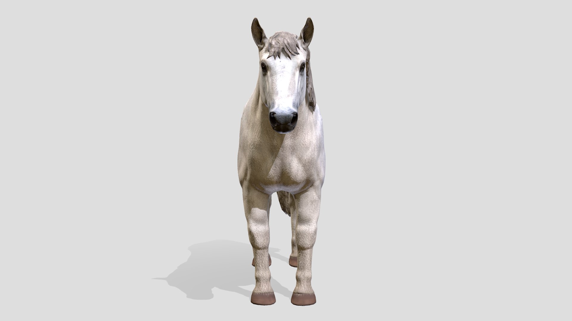 Horse Stallion 3D - TurboSquid 1938863