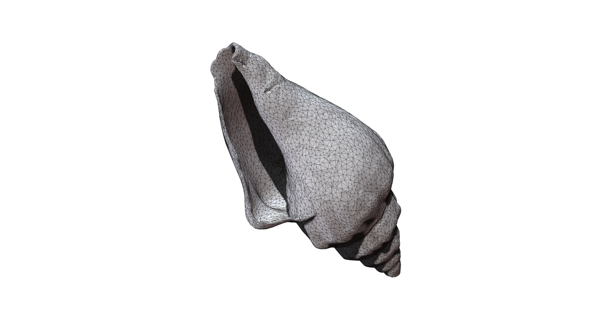 3D Model Seashell007 - TurboSquid 1784273