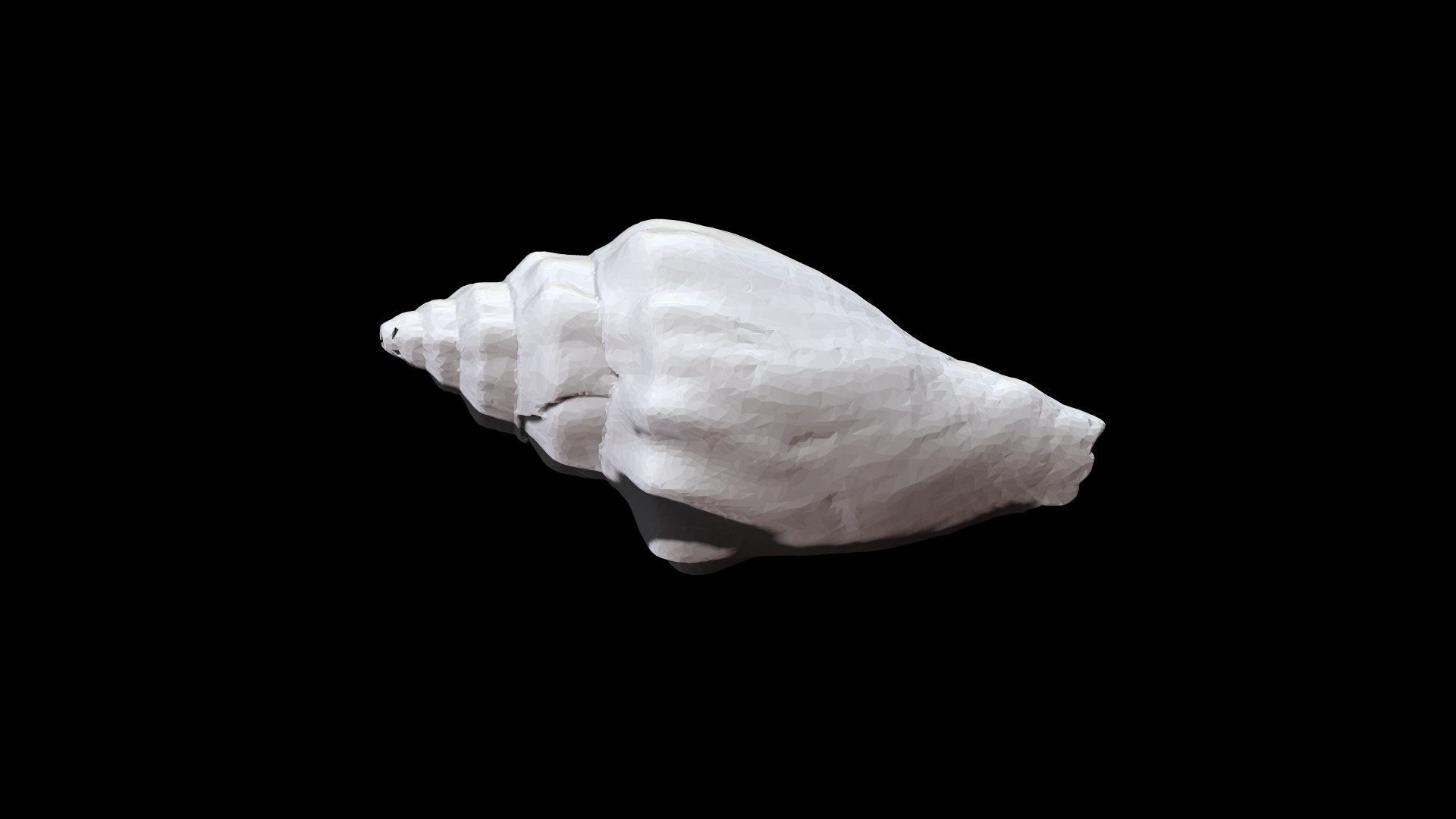 3D Model Seashell007 - TurboSquid 1784273
