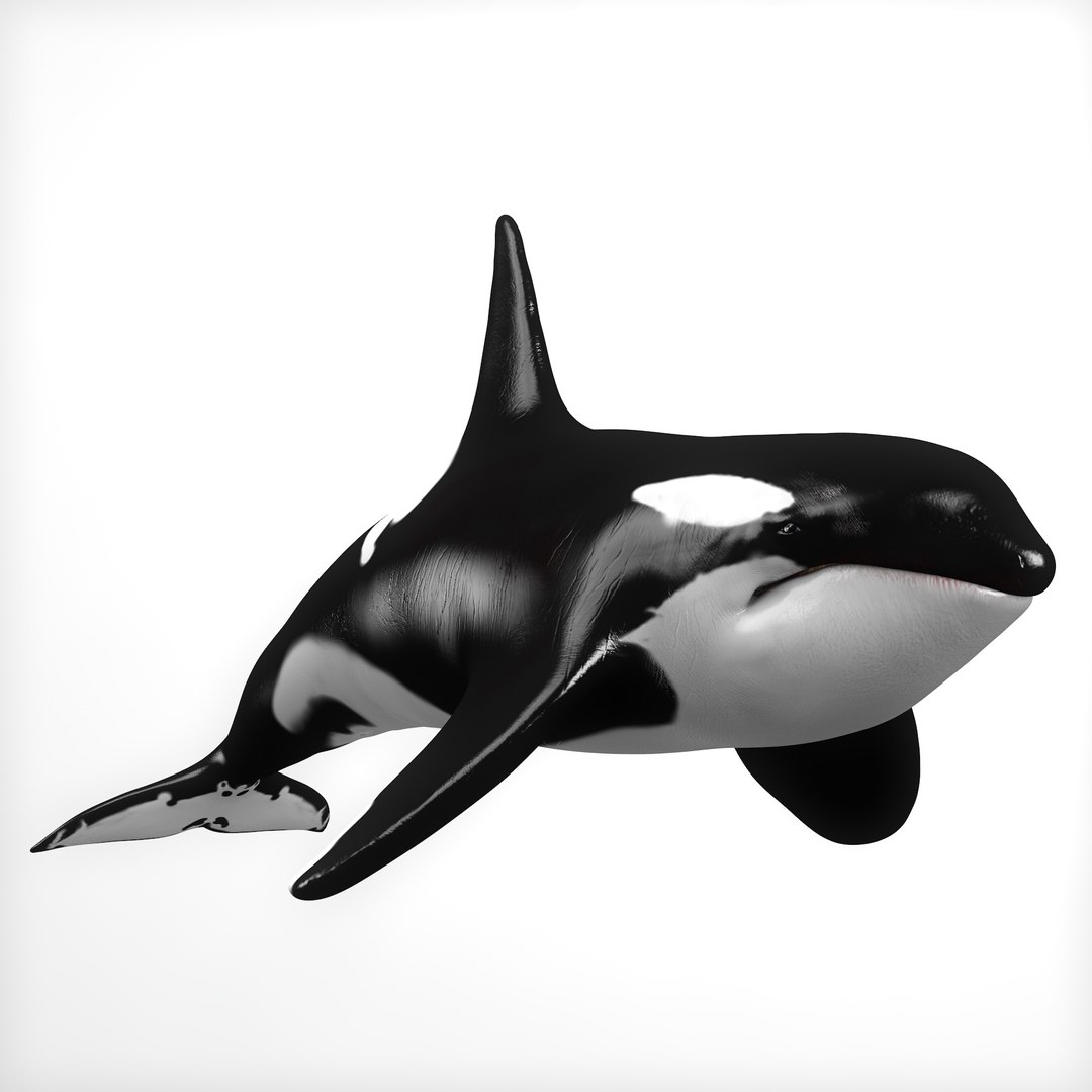 Killer Whale Animations 3D - TurboSquid 1507719