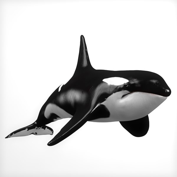 3D Orca Models | TurboSquid