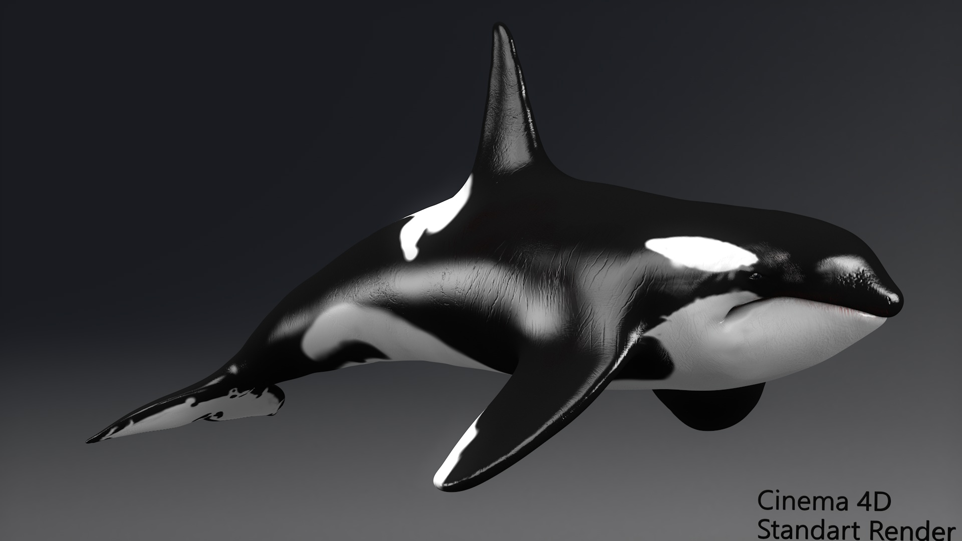 Killer Whale Animations 3D - TurboSquid 1507719