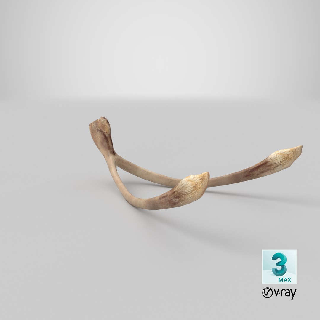 3D wishbone - TurboSquid 1350055