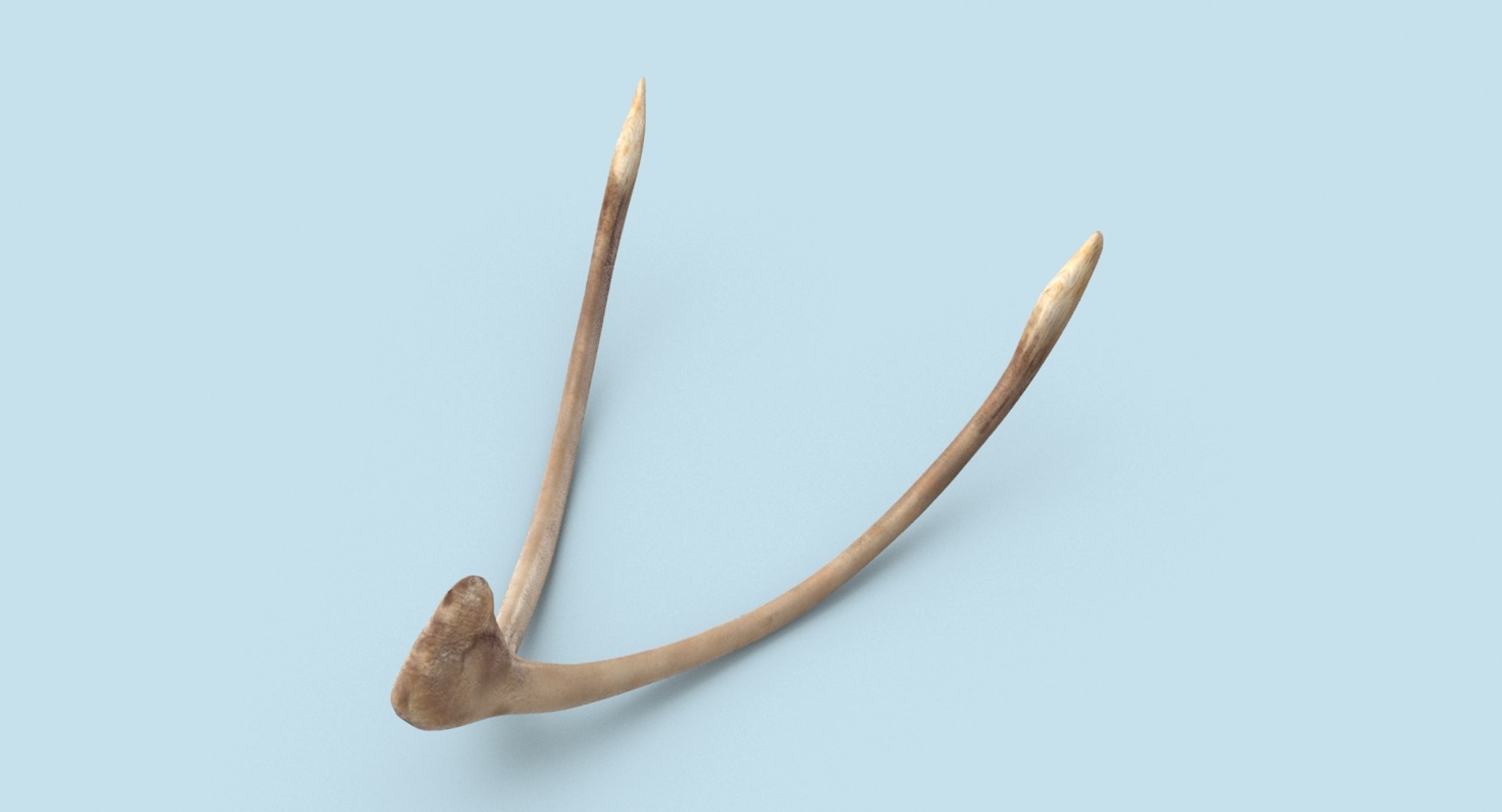 3D Wishbone - TurboSquid 1350055
