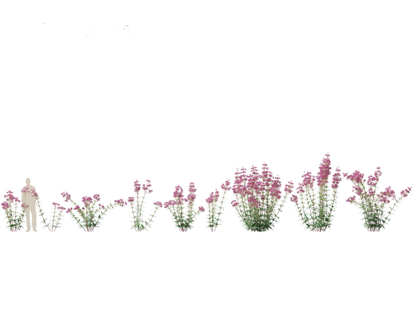 3D Eupatorium Purpureum - Purple Joe-Pye Weed Model - TurboSquid 2127635