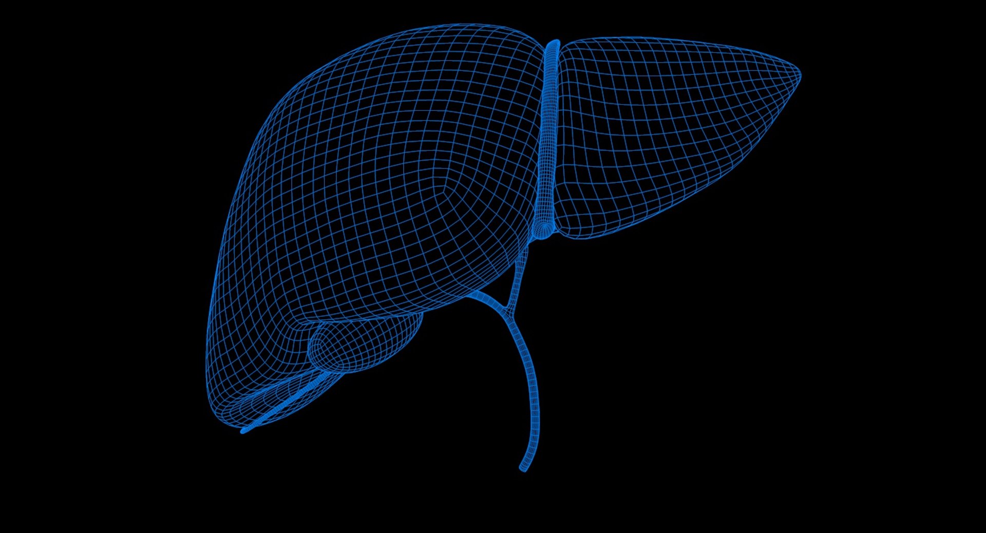 Liver Bile Duct Medically 3d Model