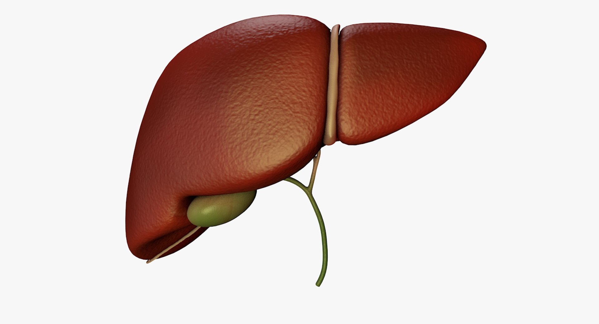 Liver Bile Duct Medically 3d Model