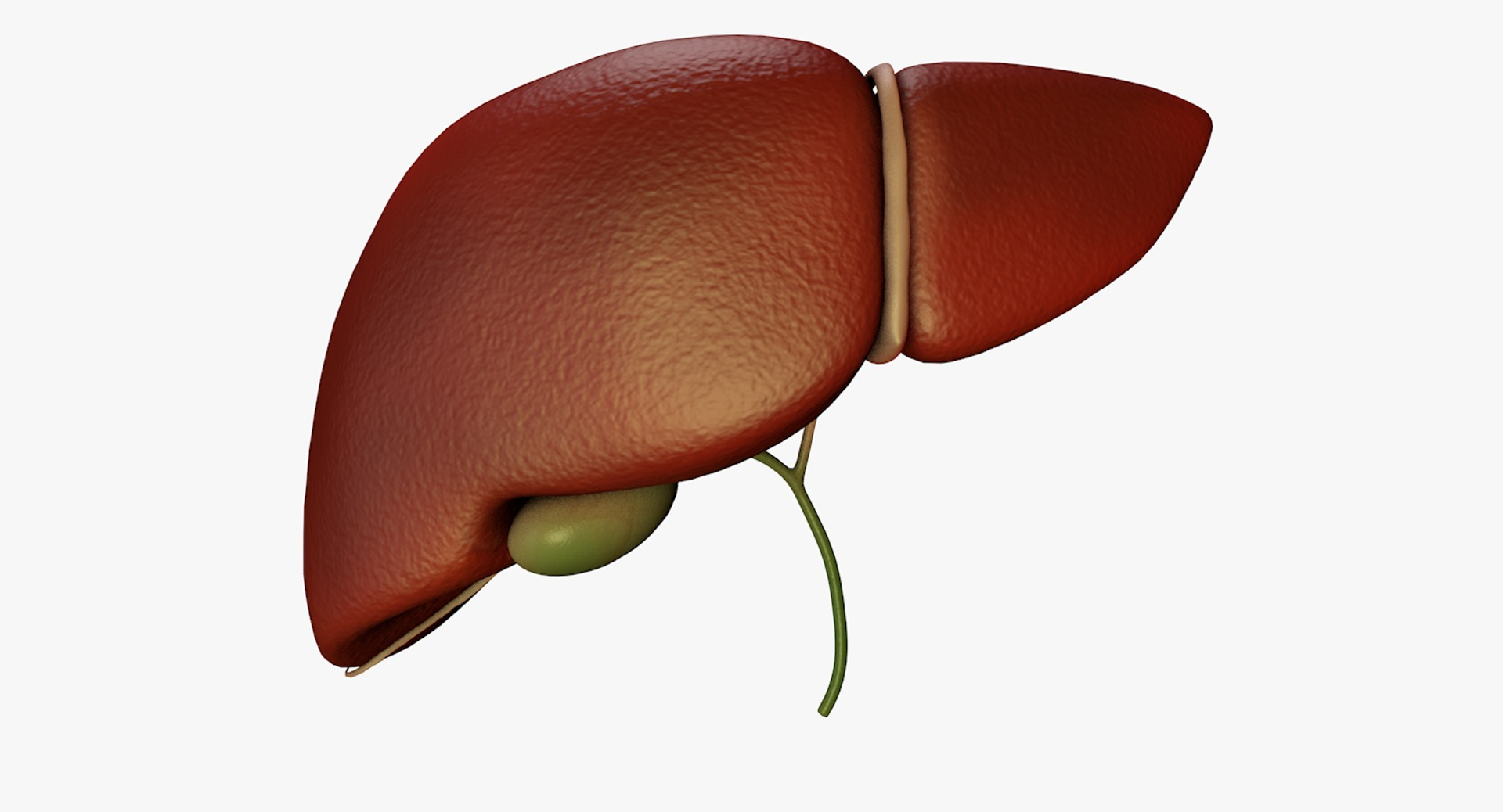 Liver Bile Duct Medically 3d Model