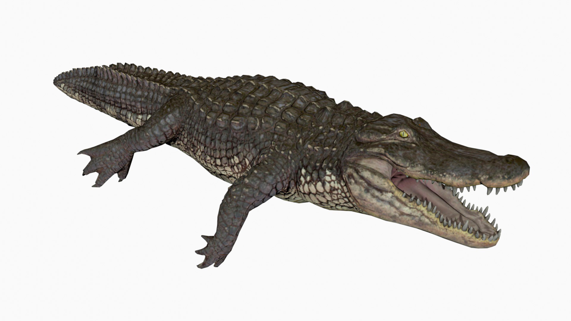 2in1 Alligator Riged And Animated 3D - TurboSquid 2335489