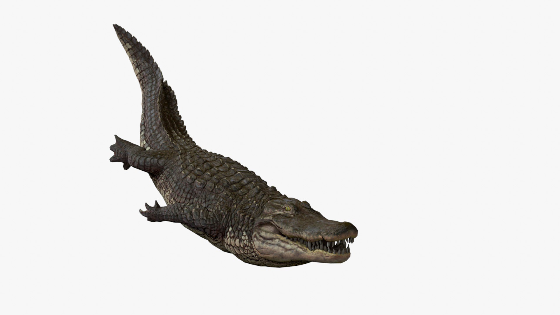 2in1 Alligator Riged And Animated 3D - TurboSquid 2335489