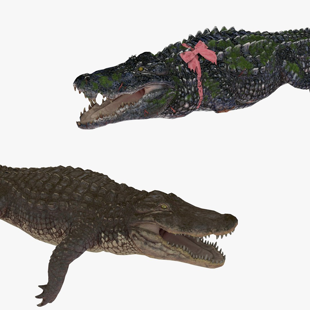 2in1 Alligator Riged And Animated 3D - TurboSquid 2335489
