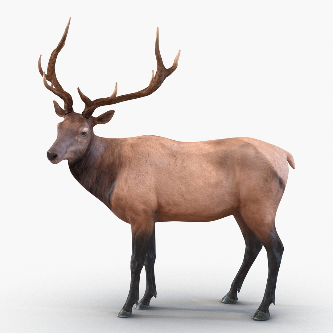 c4d elk pose 2