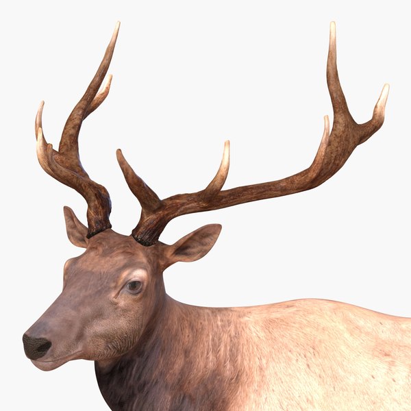 c4d elk pose 2