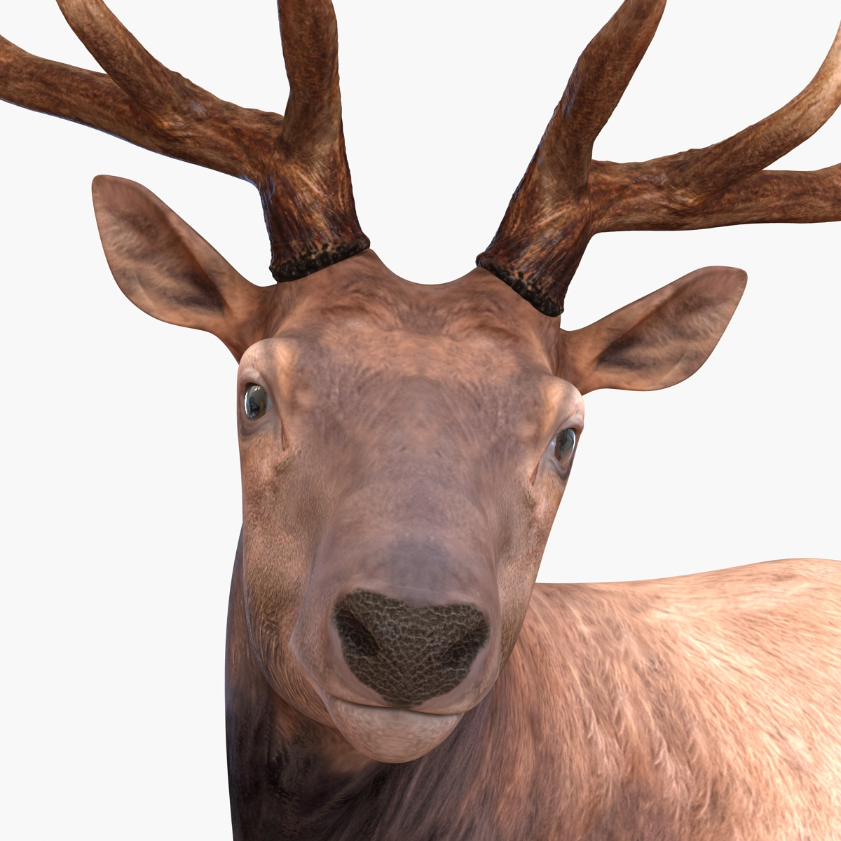 c4d elk pose 2