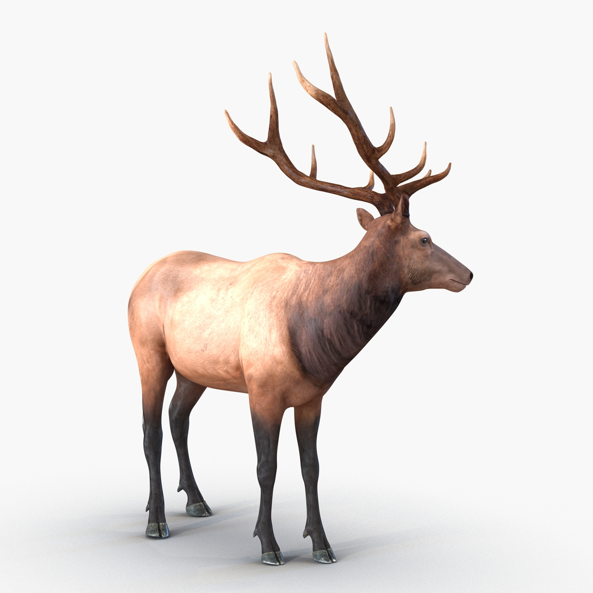 c4d elk pose 2