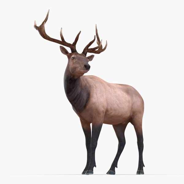 c4d elk pose 2
