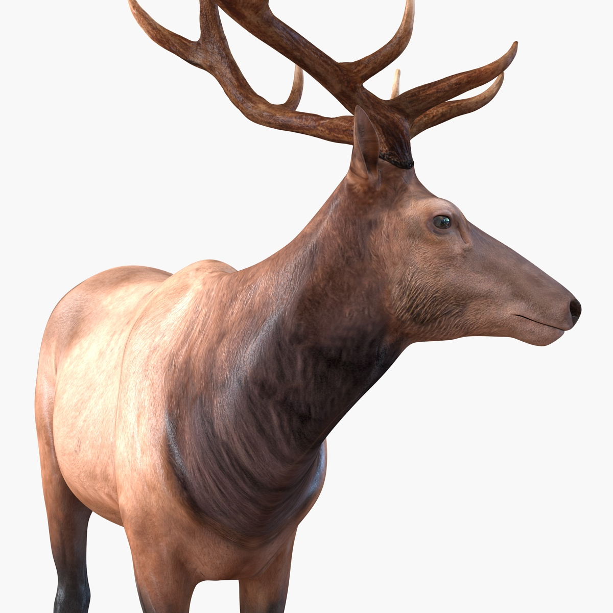 c4d elk pose 2