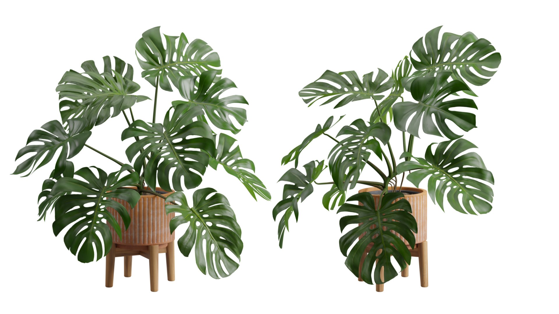 3D Model Stand Pot Plant Monstera Deliciosa - TurboSquid 2072722