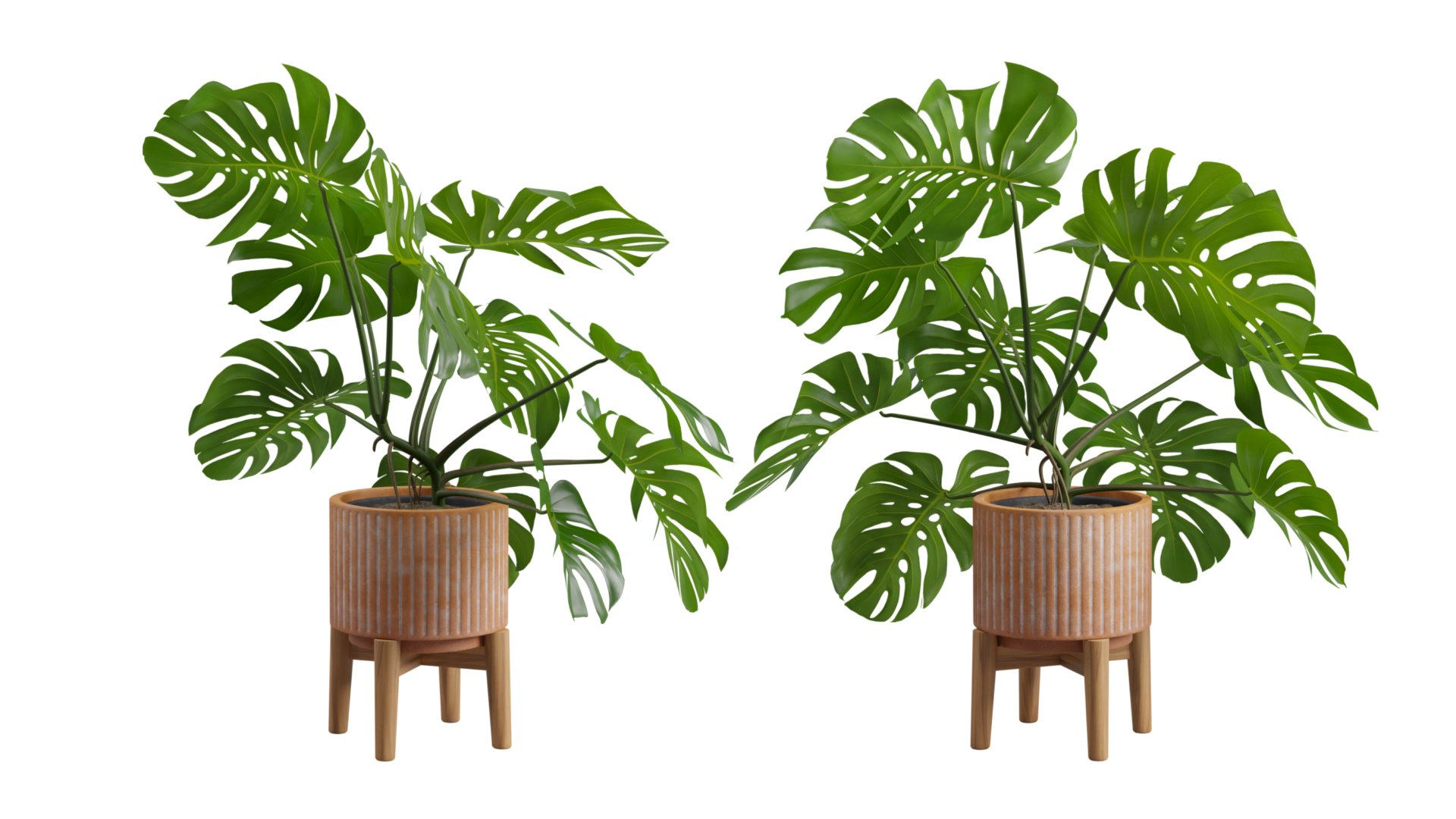 3D Model Stand Pot Plant Monstera Deliciosa - TurboSquid 2072722