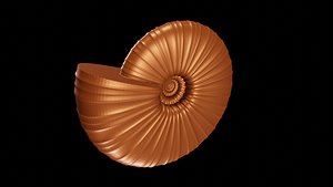 Nautilus Shell 3D Models for Download | TurboSquid