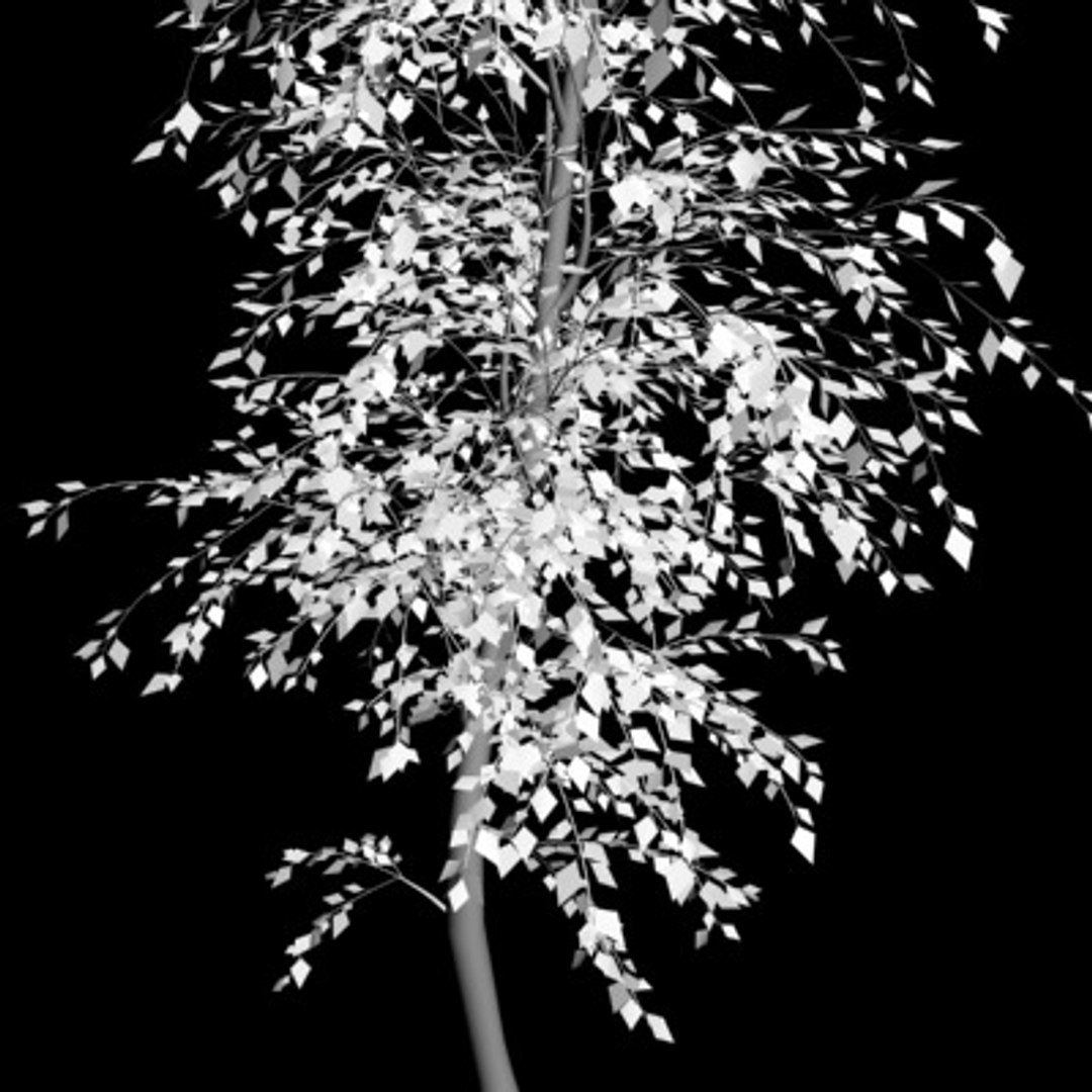 max broadleaf tree leaves